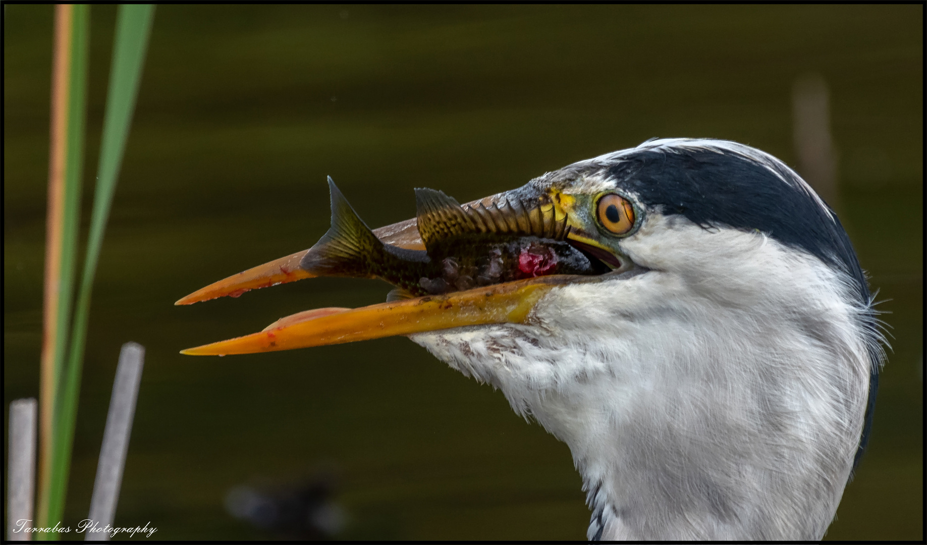 Beute Foto & Bild | tiere, wildlife, natur Bilder auf fotocommunity