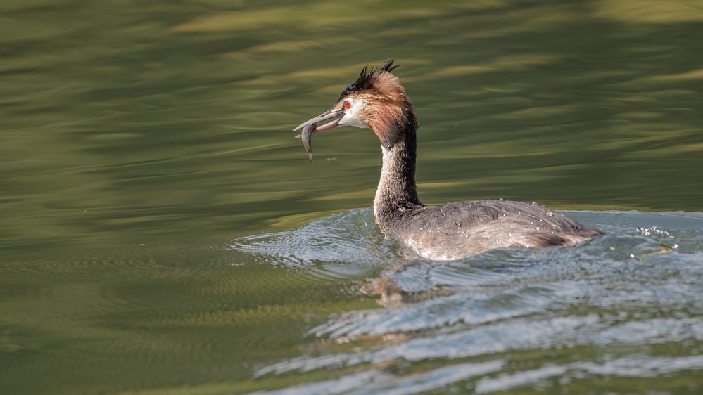 Beute Foto & Bild | tiere, wildlife, wild lebende vögel Bilder auf ...