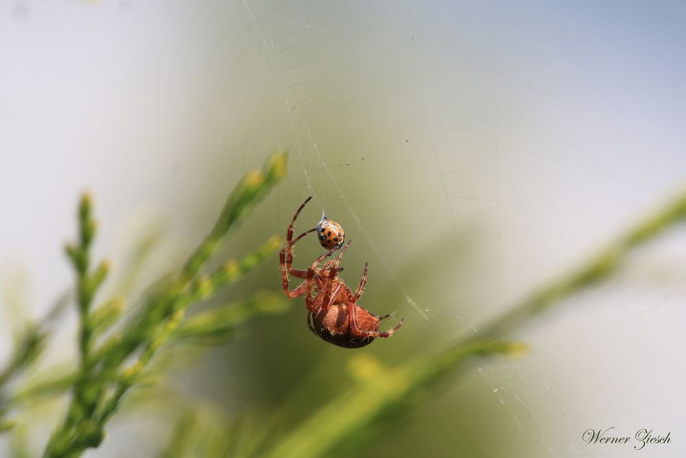 Beute Foto & Bild | natur, nahaufnahme, tiere Bilder auf fotocommunity