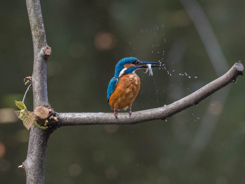 Beute Foto & Bild | natur, vögel, wildlife Bilder auf fotocommunity