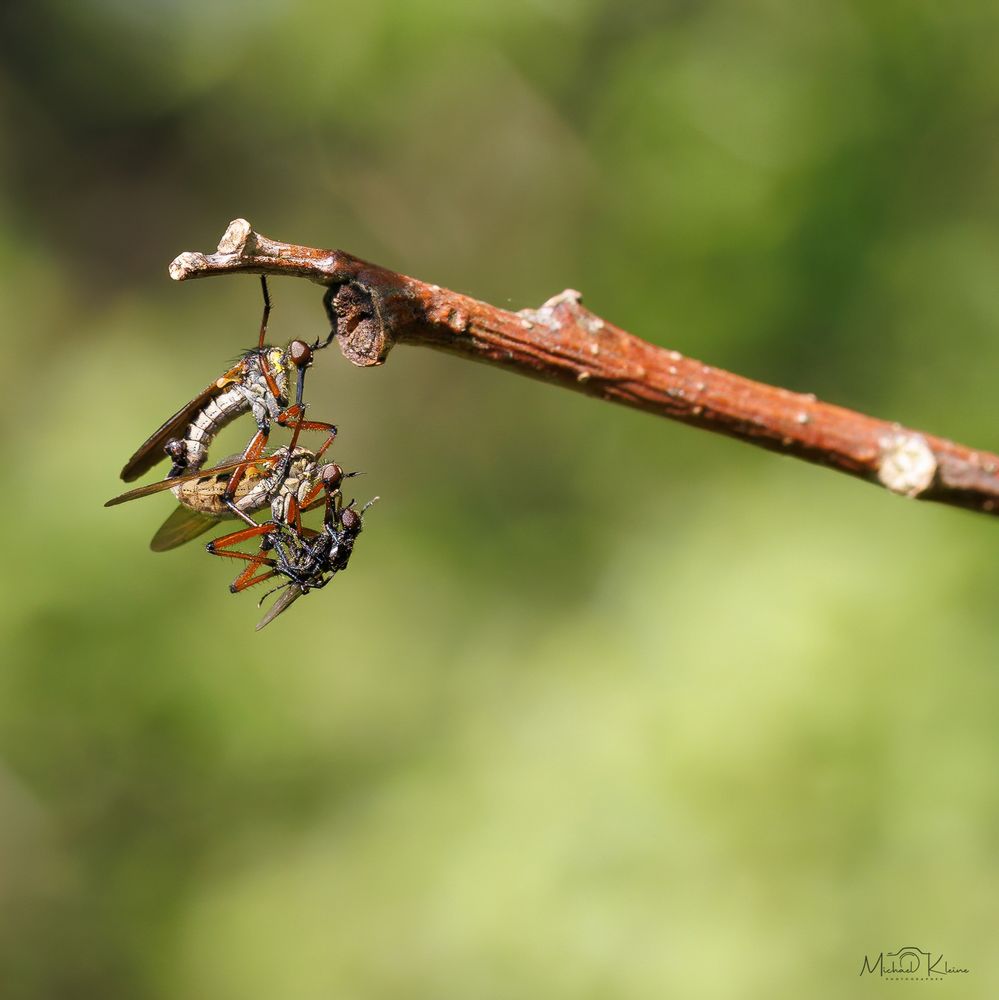 Beute Foto & Bild | spezial, makro, natur Bilder auf fotocommunity