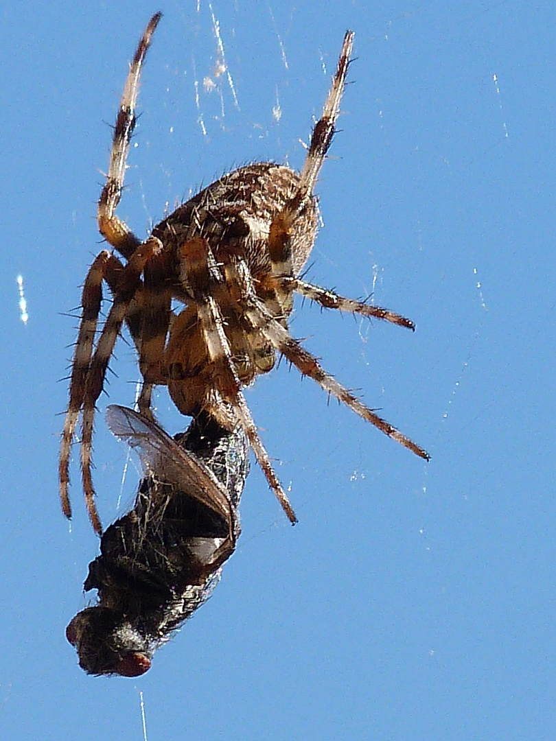 Beute P1640279 Foto & Bild | archiv projekte naturchannel ...