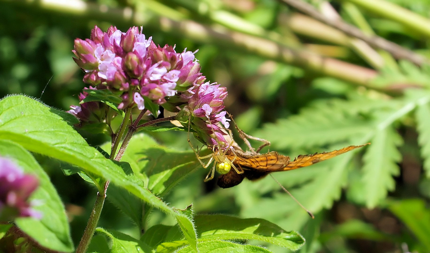 Beute zu groß.... Foto & Bild | tiere, wildlife, spinnen Bilder auf ...