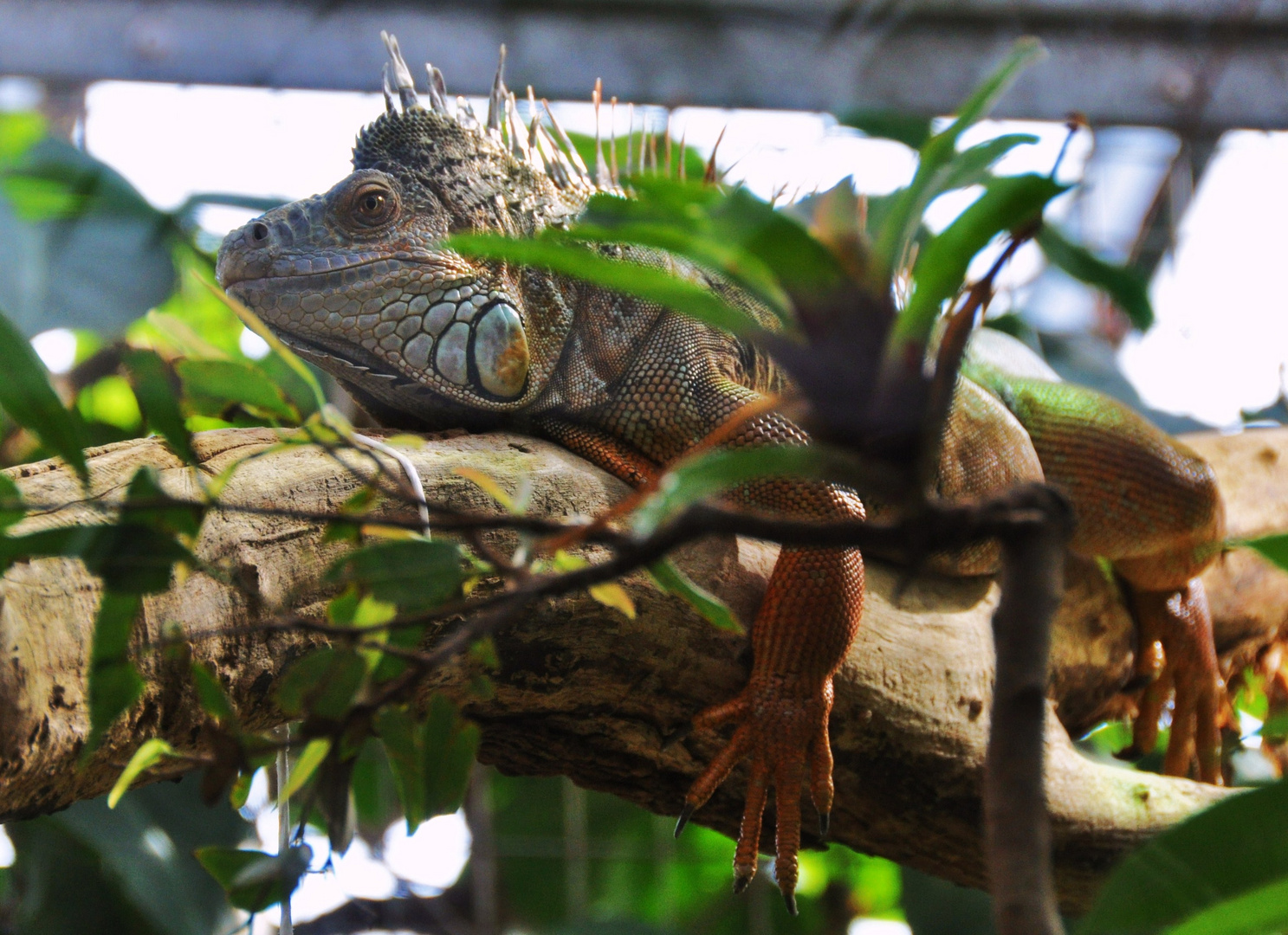 Bewohner der Masoala-Halle Foto & Bild | tiere, zoo, wildpark ...