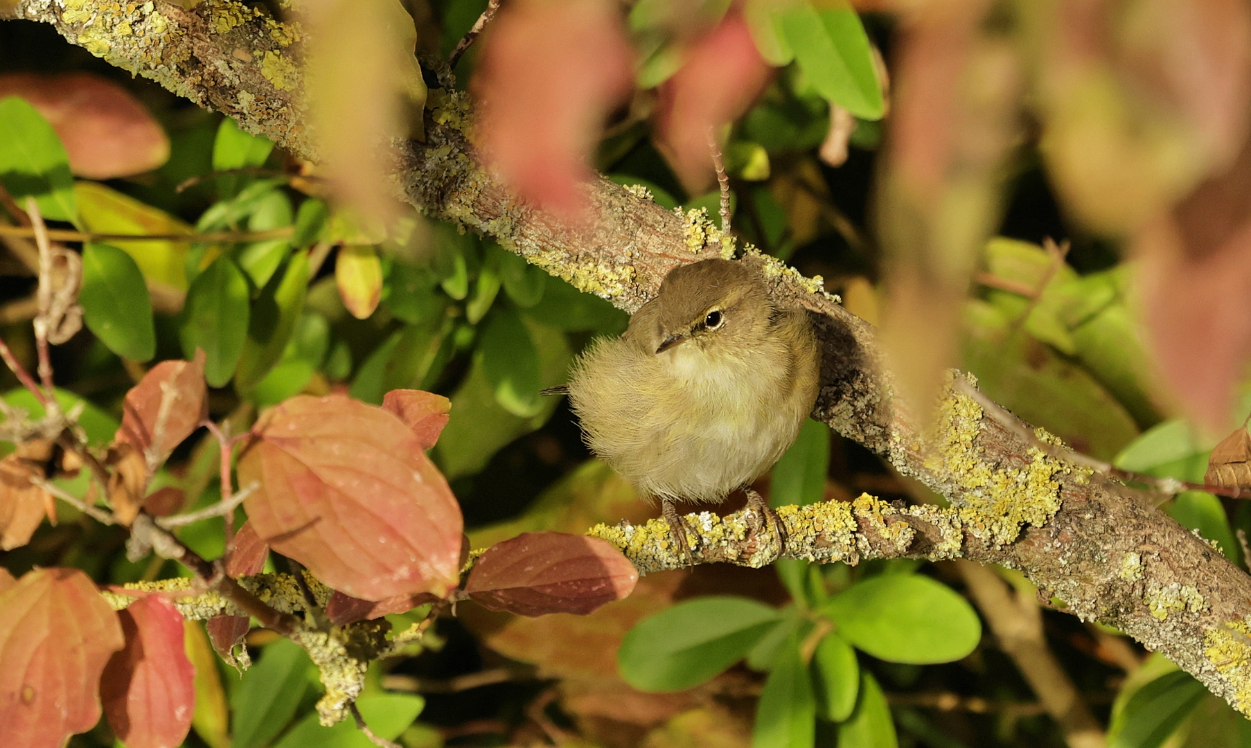 BEZAUBERNDER WINZLING Foto & Bild | natur, bezaubernd, singvogel Bilder ...