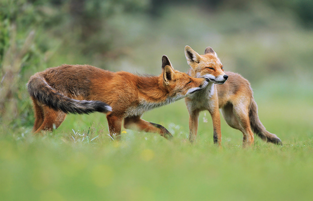 Beziehung Foto & Bild | natur, tiere, wildlife Bilder auf fotocommunity