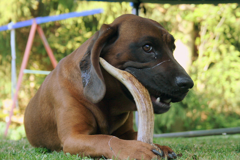 **BGS** Foto & Bild | tiere, haustiere, hunde Bilder auf fotocommunity