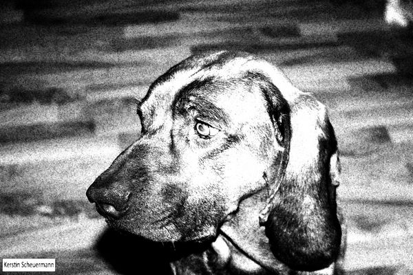 Jagdhunde bei der Arbeit Bilder & Fotos