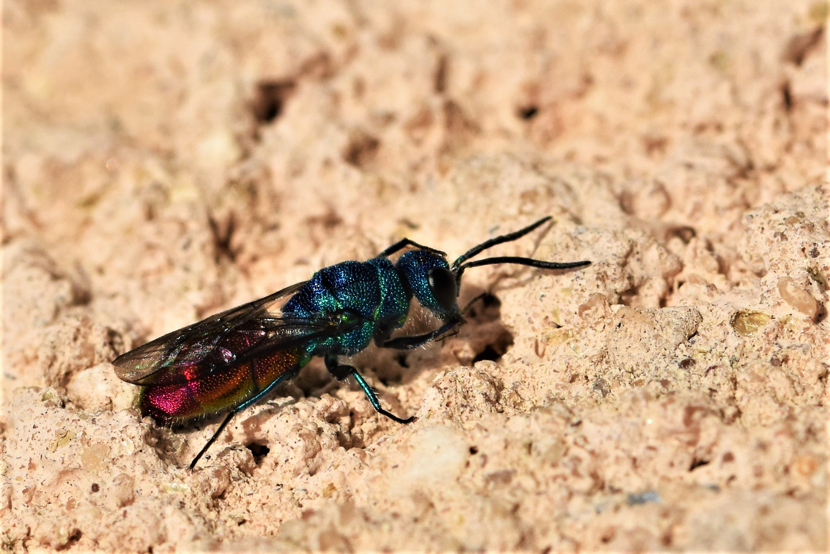 Bi-color photo et image | macro nature, fotos, france Images fotocommunity