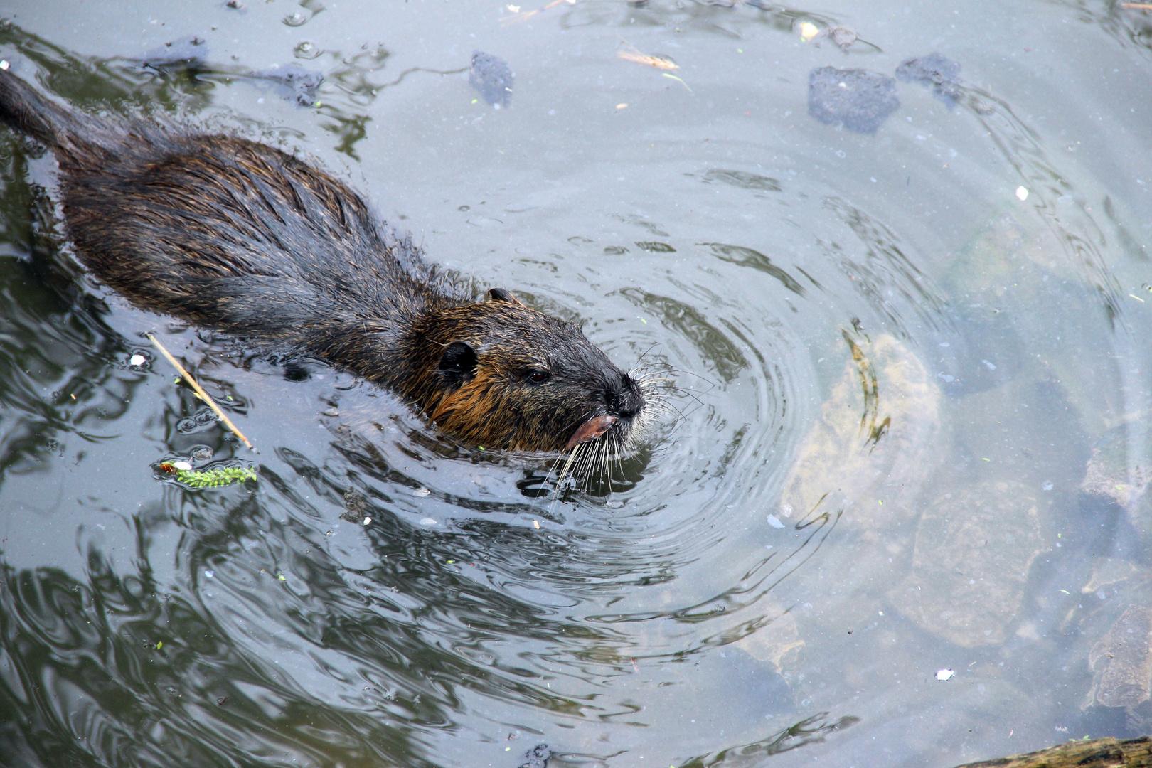 bibber Foto & Bild | tiere, zoo, wildpark & falknerei, natur Bilder auf ...