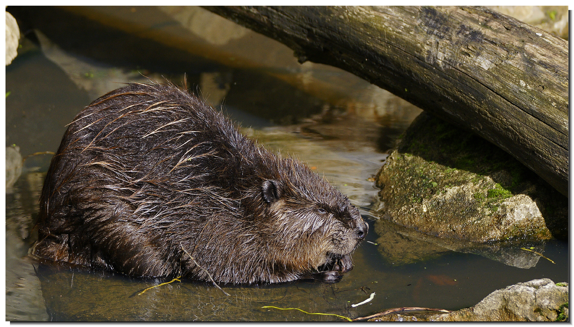 Biber Foto & Bild | tiere, zoo, wildpark & falknerei, säugetiere Bilder ...