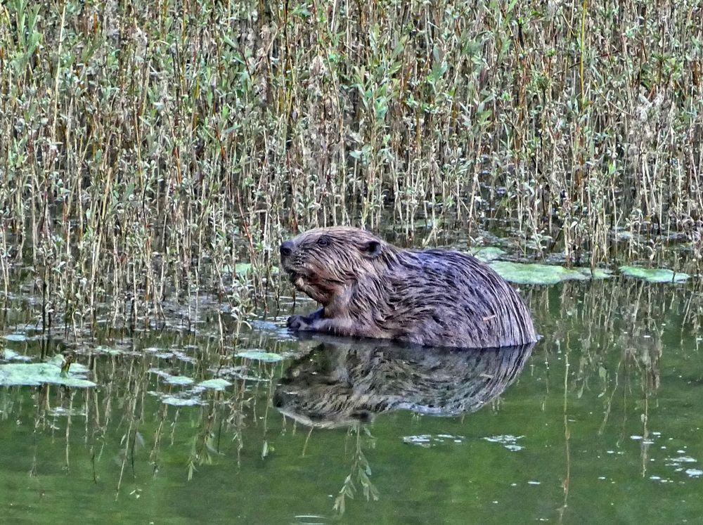 Biber Foto & Bild | tiere, wildlife, säugetiere Bilder auf fotocommunity