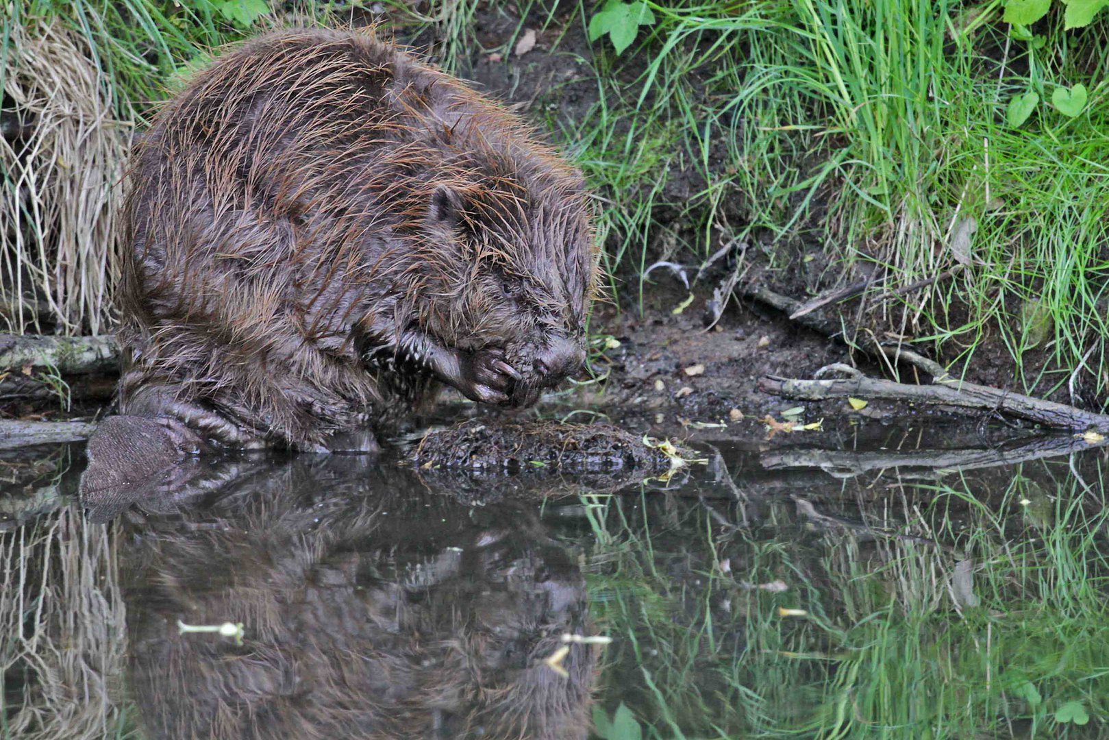 Biber (1) Foto & Bild | tiere, wildlife, biber Bilder auf fotocommunity
