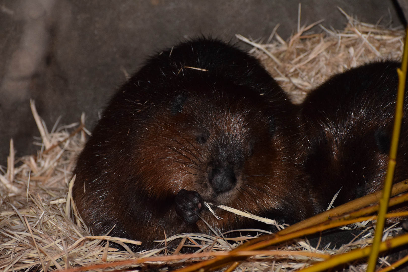 Biber Foto & Bild | tiere, natur, wildpark Bilder auf fotocommunity