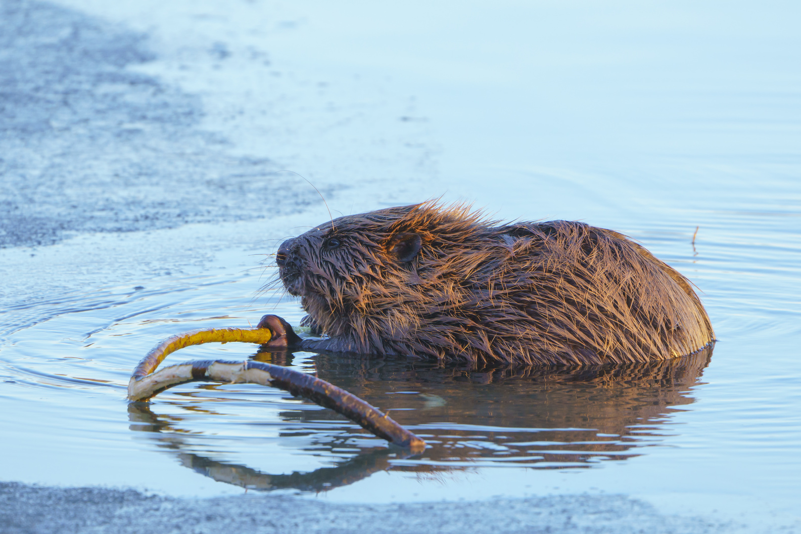 Biber Foto & Bild | deutschland, europe, bayern Bilder auf fotocommunity