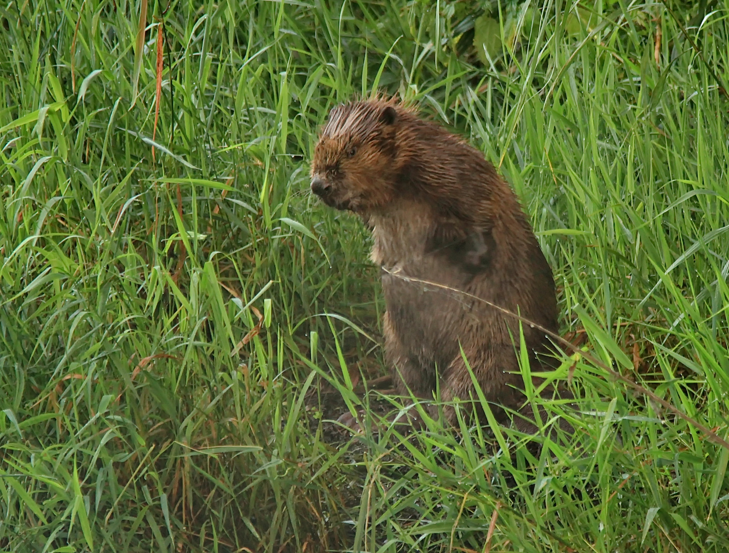 Biber 3 Foto & Bild | tiere, wildlife, säugetiere Bilder auf fotocommunity