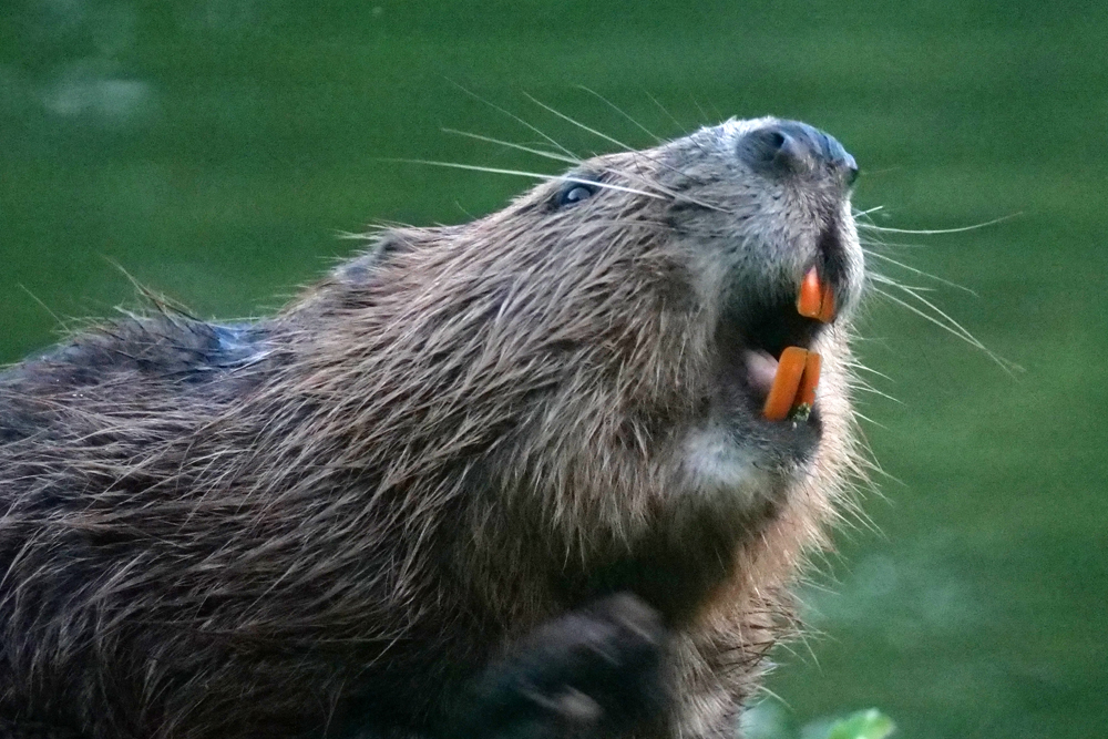 Biber 3: Schöne Zähne, oder? Foto & Bild | tiere, wildlife, säugetiere ...