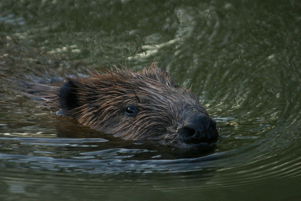 Biber Foto & Bild | tiere, wildlife, säugetiere Bilder auf fotocommunity