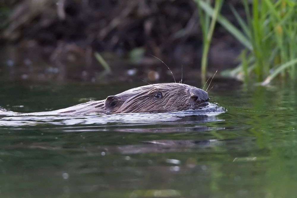 Biber Foto & Bild | tiere, wildlife, säugetiere Bilder auf fotocommunity