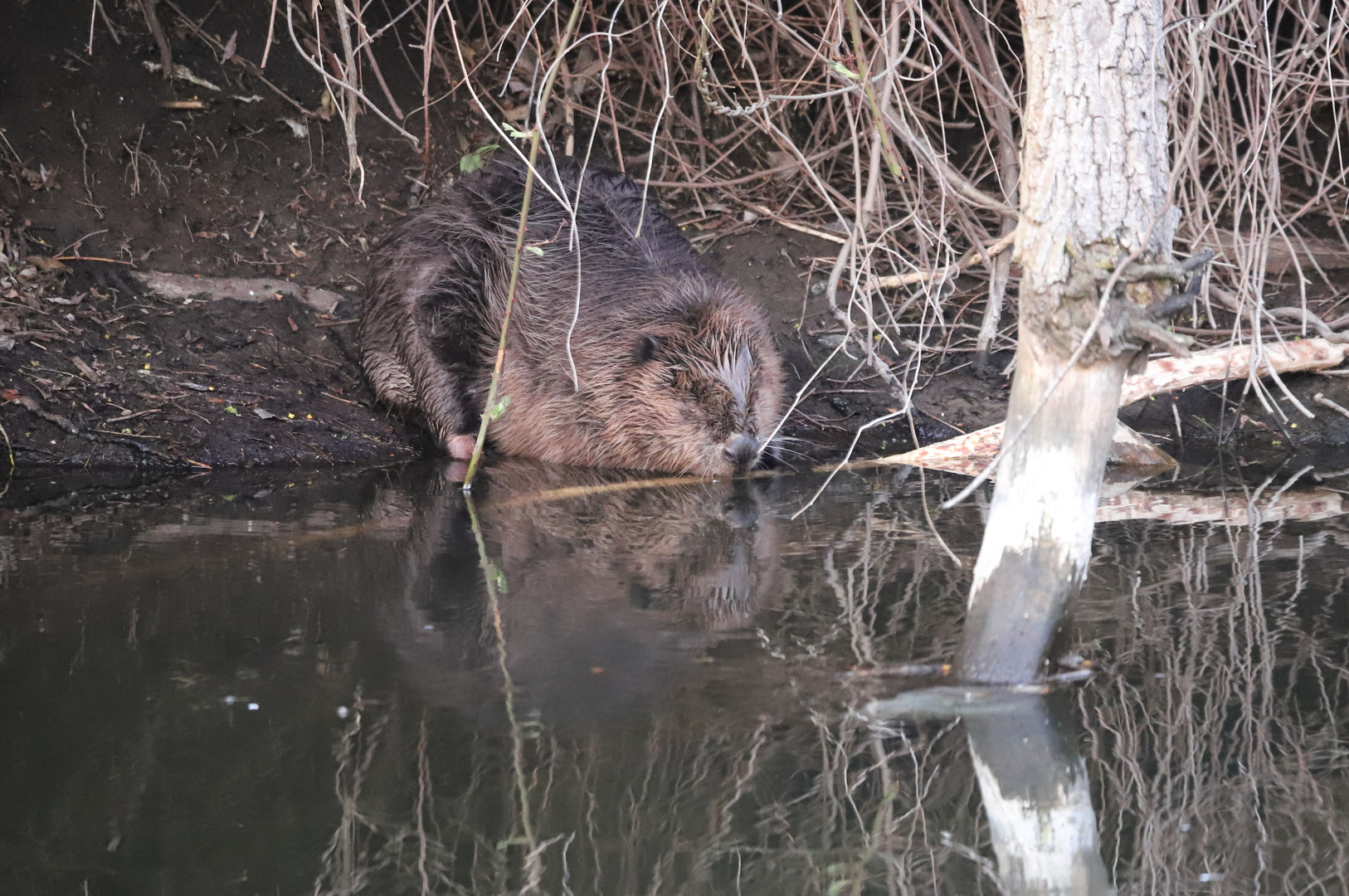 Biber Foto & Bild | natur, tiere, wildlife Bilder auf fotocommunity