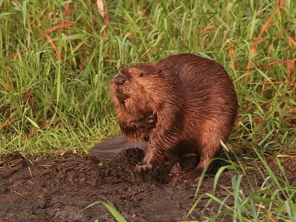 Biber Foto & Bild | tiere, wildlife, säugetiere Bilder auf fotocommunity