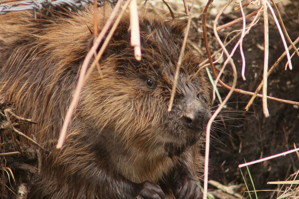 Biber Foto & Bild | tiere, wildlife, säugetiere Bilder auf fotocommunity