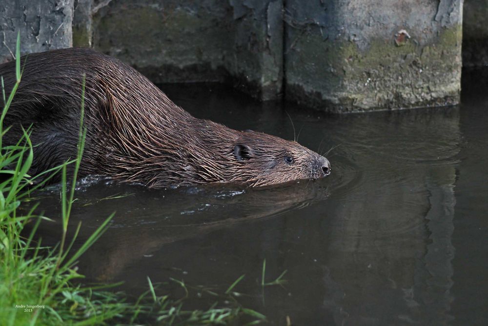BIBER Foto & Bild | natur, wildlife, neubrandenburg Bilder auf ...