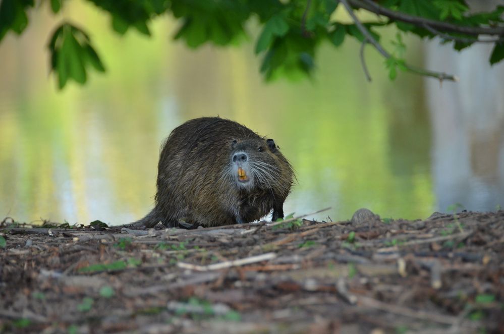 Biber Foto & Bild | tiere, wildlife, säugetiere Bilder auf fotocommunity