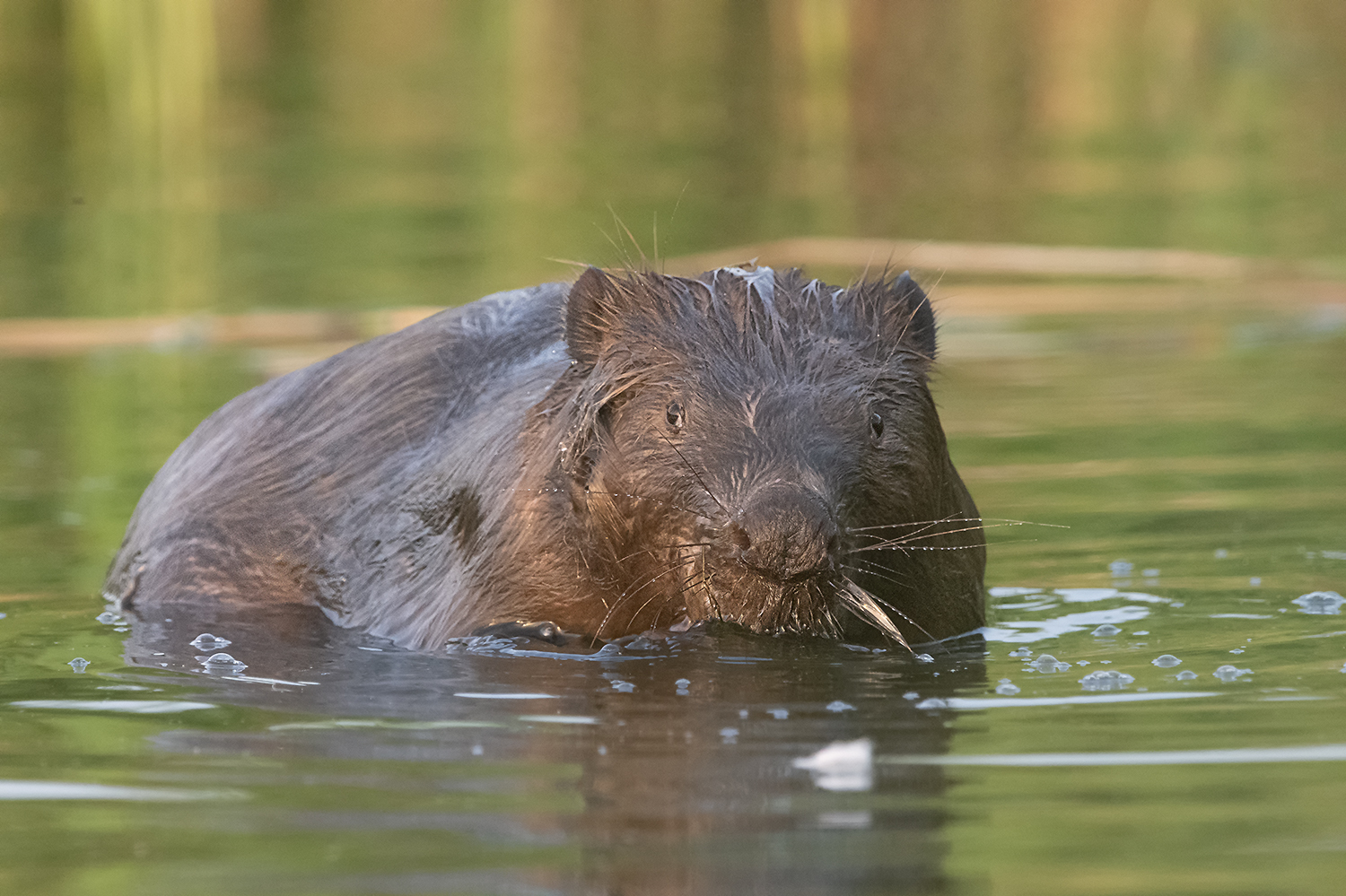 Biber Foto & Bild | tiere, wildlife, säugetiere Bilder auf fotocommunity