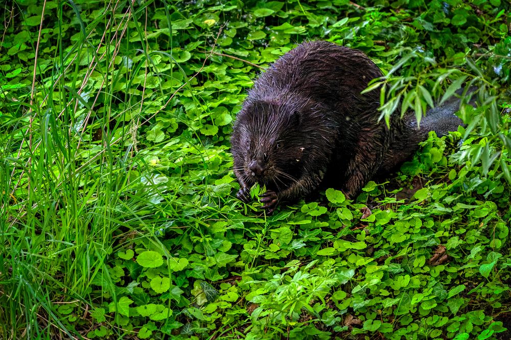 Biber Foto & Bild | tiere, wildlife, säugetiere Bilder auf fotocommunity