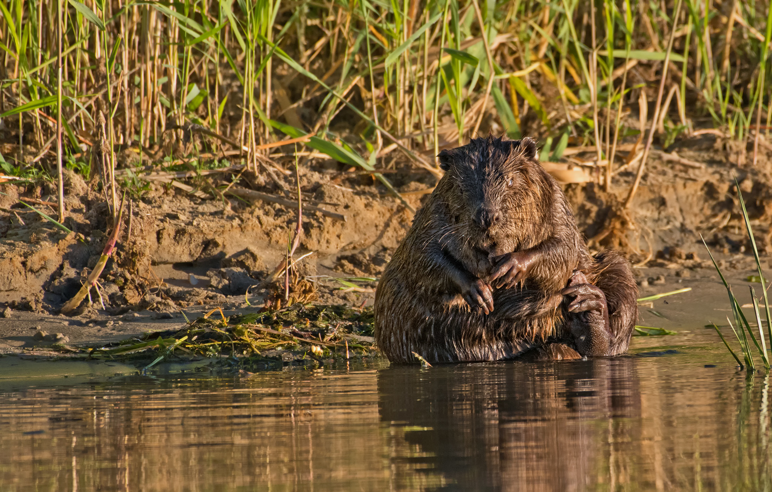 Biber Foto & Bild | tiere, wildlife, säugetiere Bilder auf fotocommunity