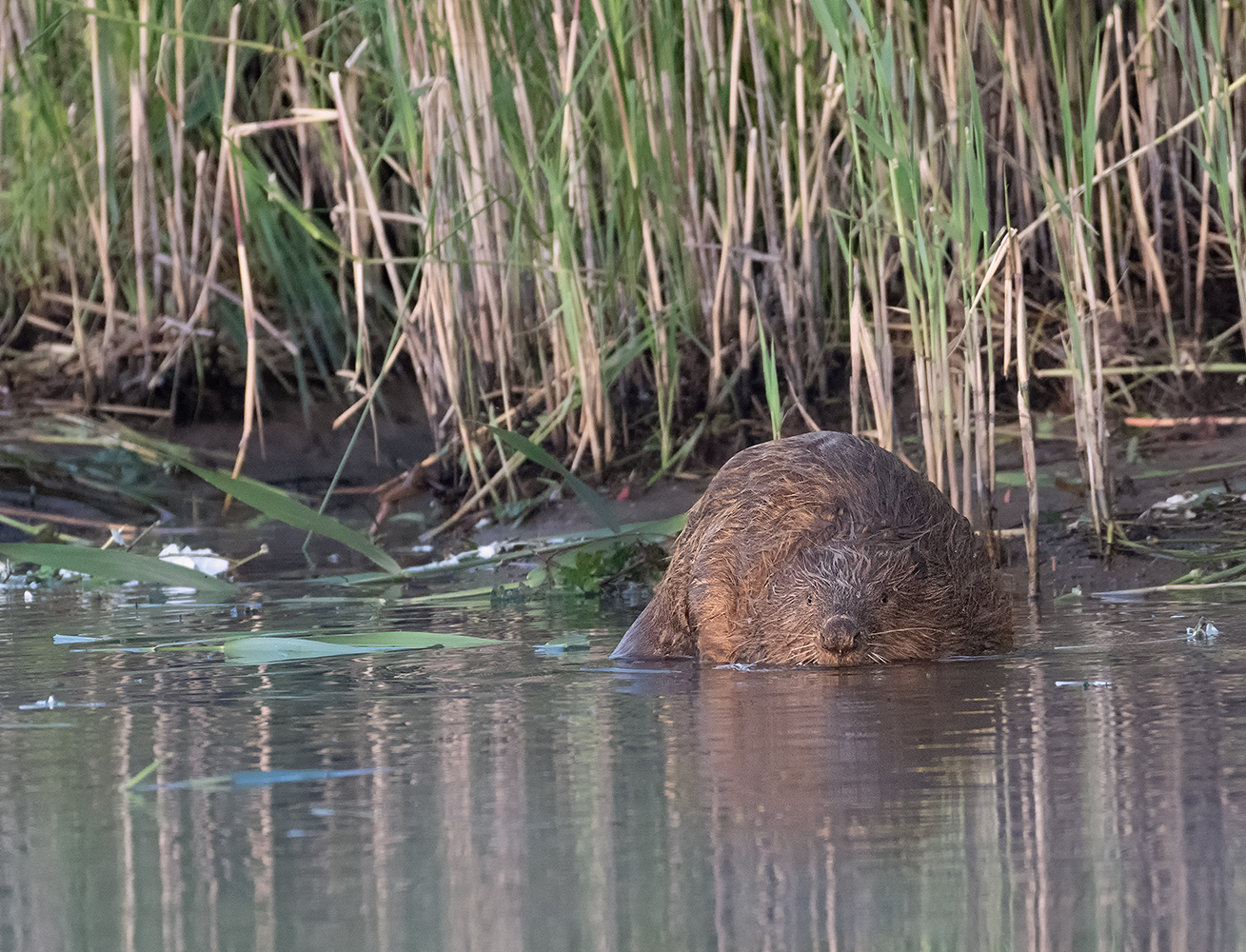 Biber Foto & Bild | tiere, wildlife, säugetiere Bilder auf fotocommunity