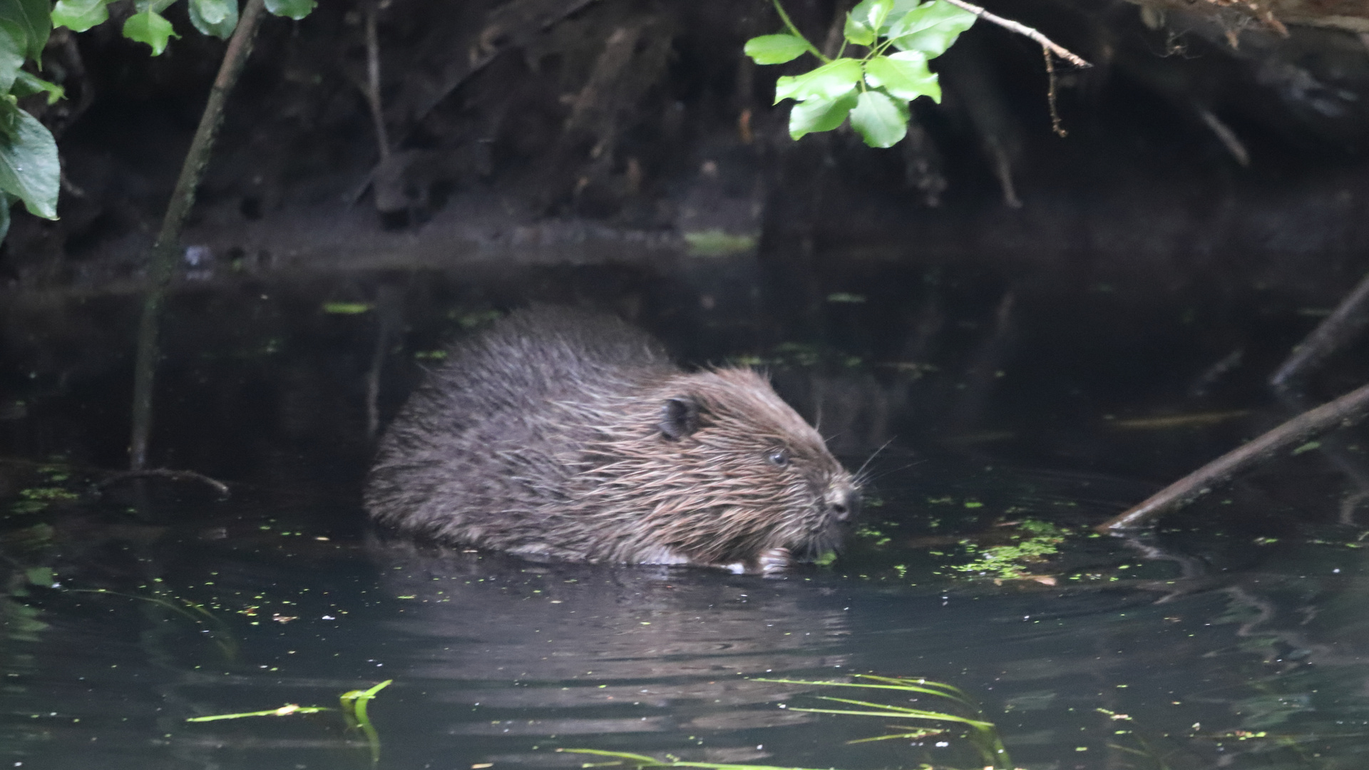 Biber Foto & Bild | natur, tiere, wildlife Bilder auf fotocommunity