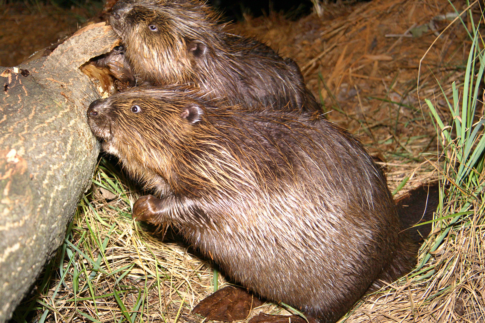 Biber am Baum Foto & Bild | tiere, wildlife, nager Bilder auf fotocommunity