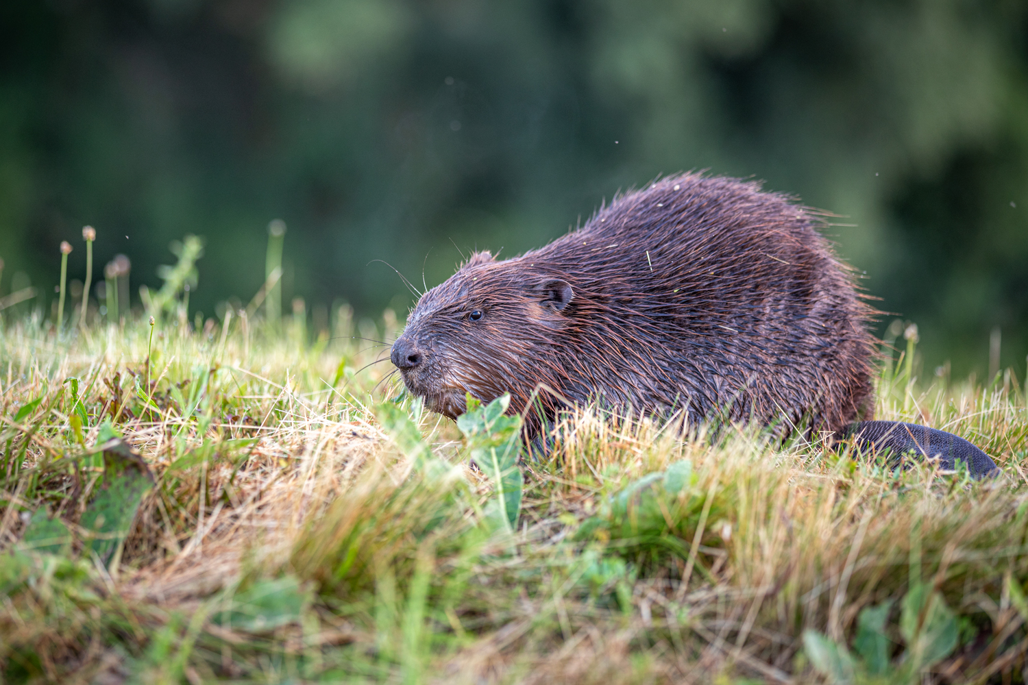 Biber am frühen Morgen beim Landgang. Foto & Bild | natur, donau, tiere ...