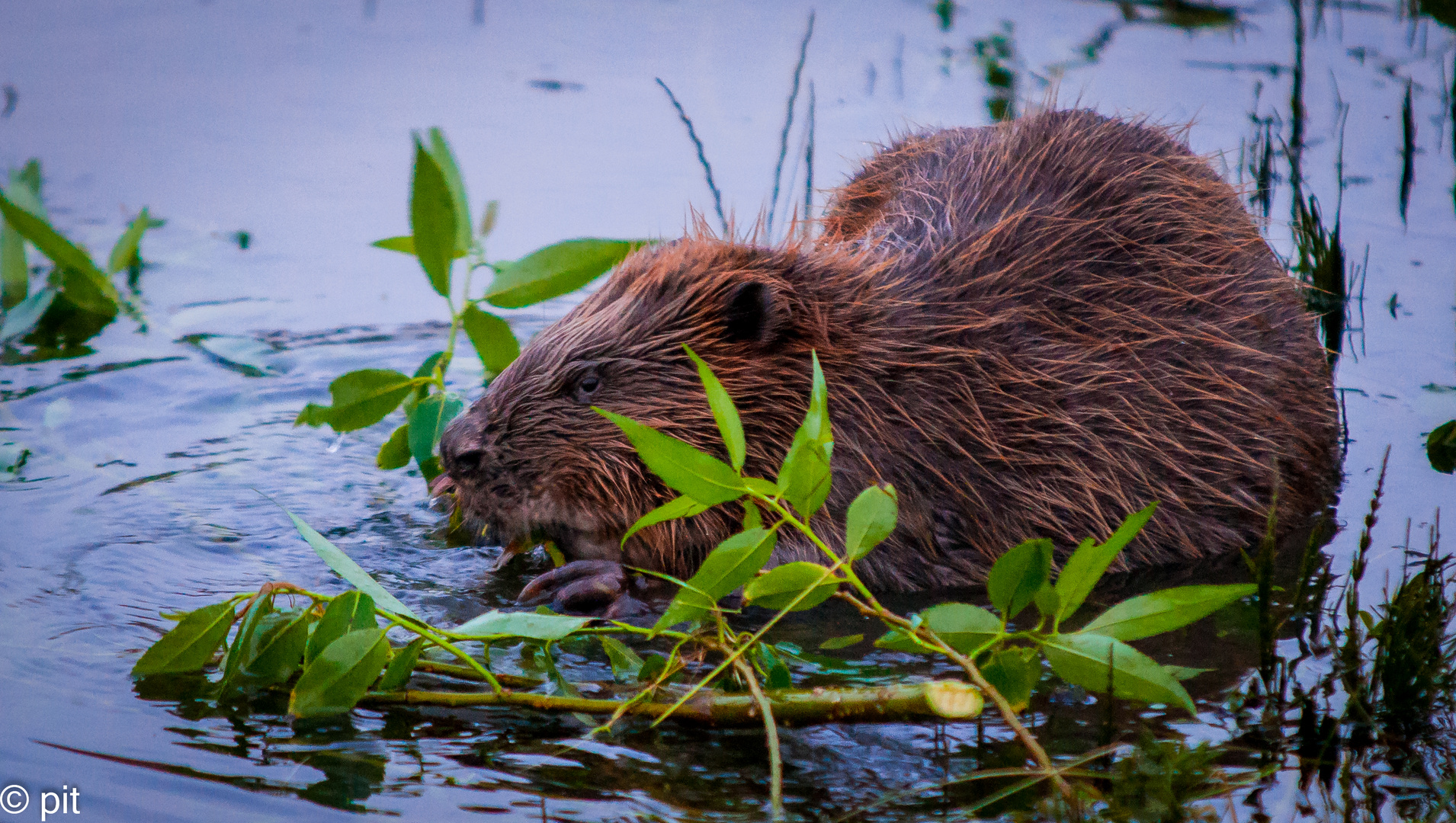 Biber an der Elbe Foto & Bild | tiere, wildlife, säugetiere Bilder auf ...