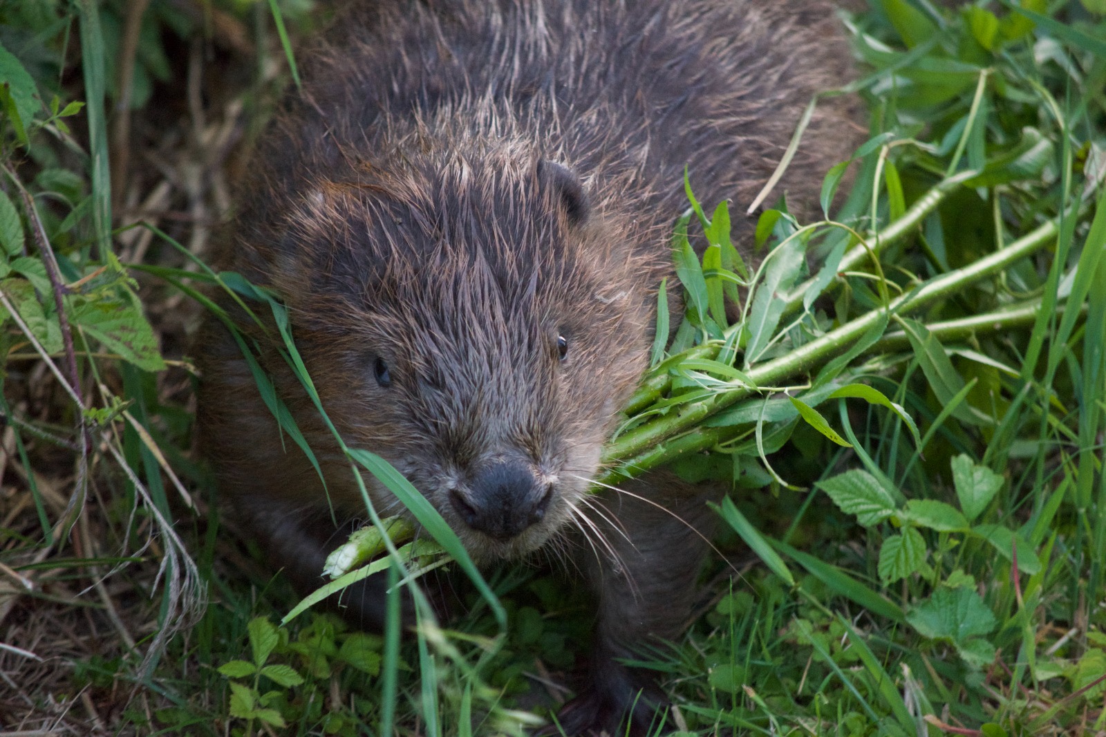 Biber auf Streifzug Foto & Bild | tiere, wildlife, säugetiere Bilder ...