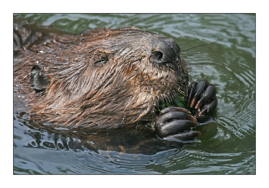 Biber Foto & Bild | tiere, zoo, wildpark & falknerei, säugetiere Bilder ...