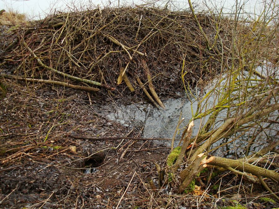 Biber Bau Foto & Bild | tiere, wildlife, säugetiere Bilder auf ...