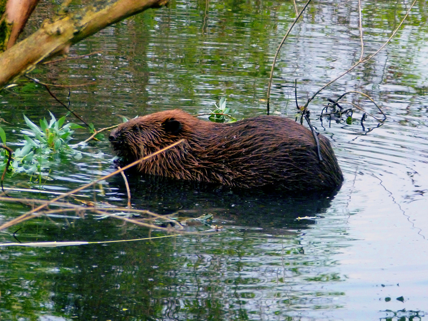 Biber Foto & Bild | tiere, wildlife, wildlife: sonstige tiere Bilder ...