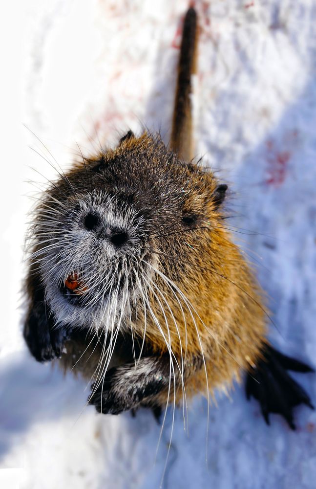 biber Foto & Bild | tiere, natur Bilder auf fotocommunity