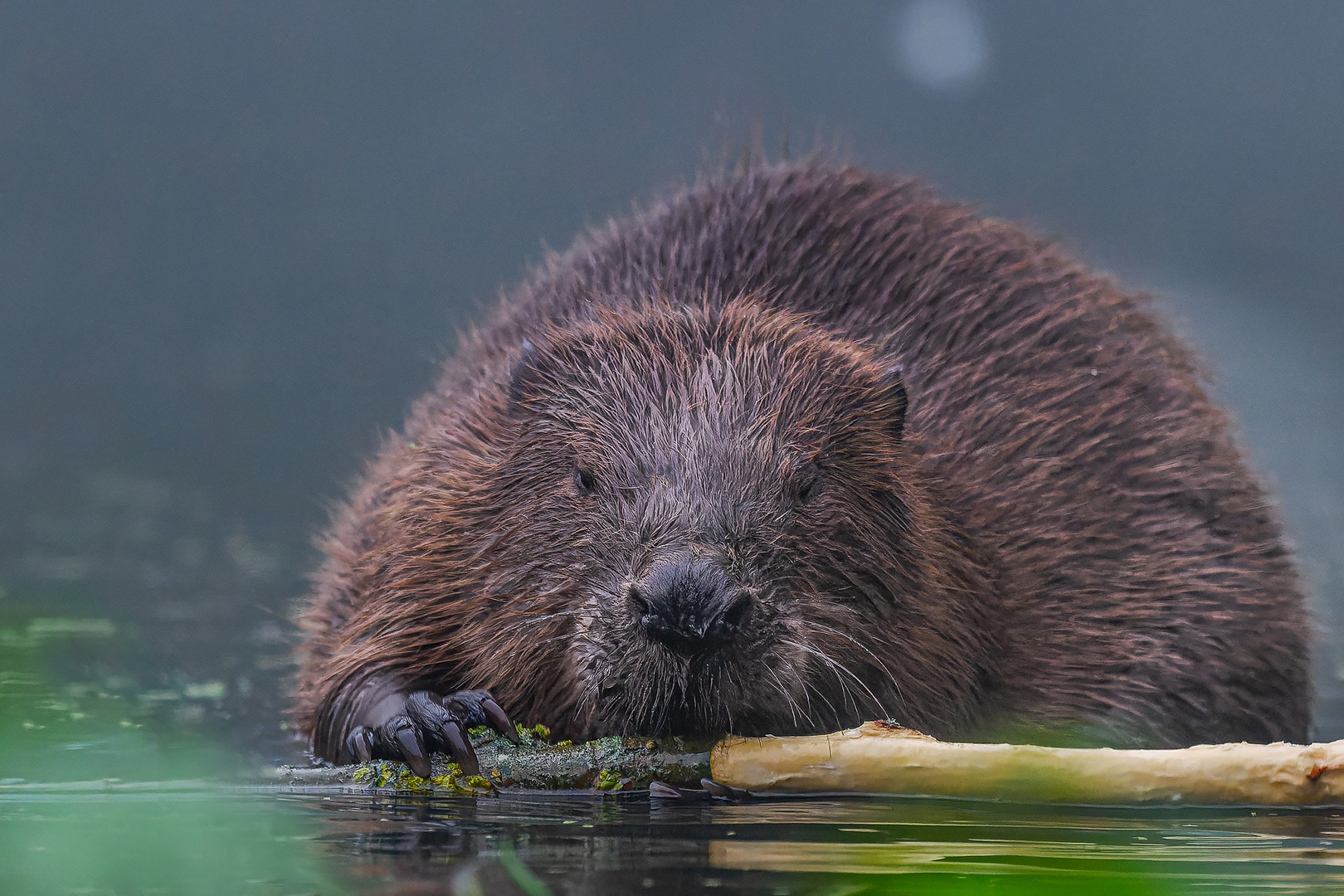 Biber (Castor fiber) Foto & Bild | wasser, natur, fluss Bilder auf ...