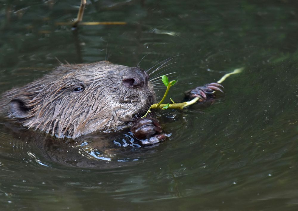Biber Foto & Bild | tiere, wildlife, säugetiere Bilder auf fotocommunity