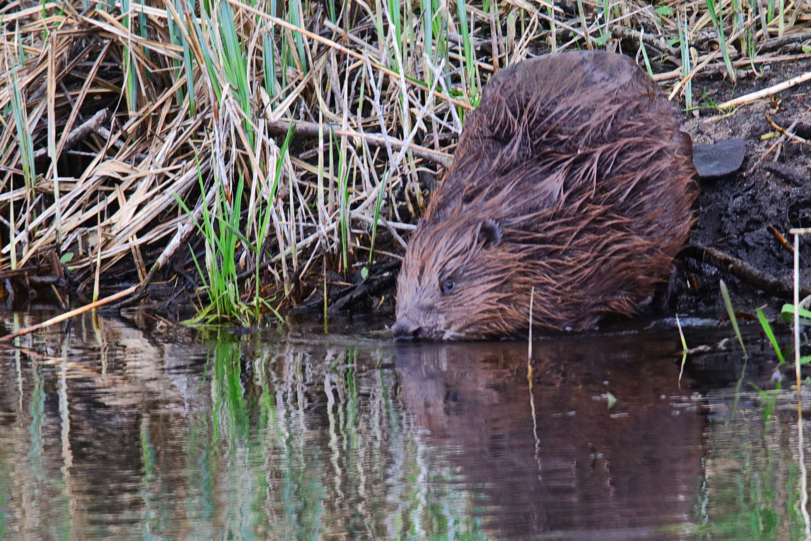 Biber Foto & Bild | tiere, wildlife, säugetiere Bilder auf fotocommunity