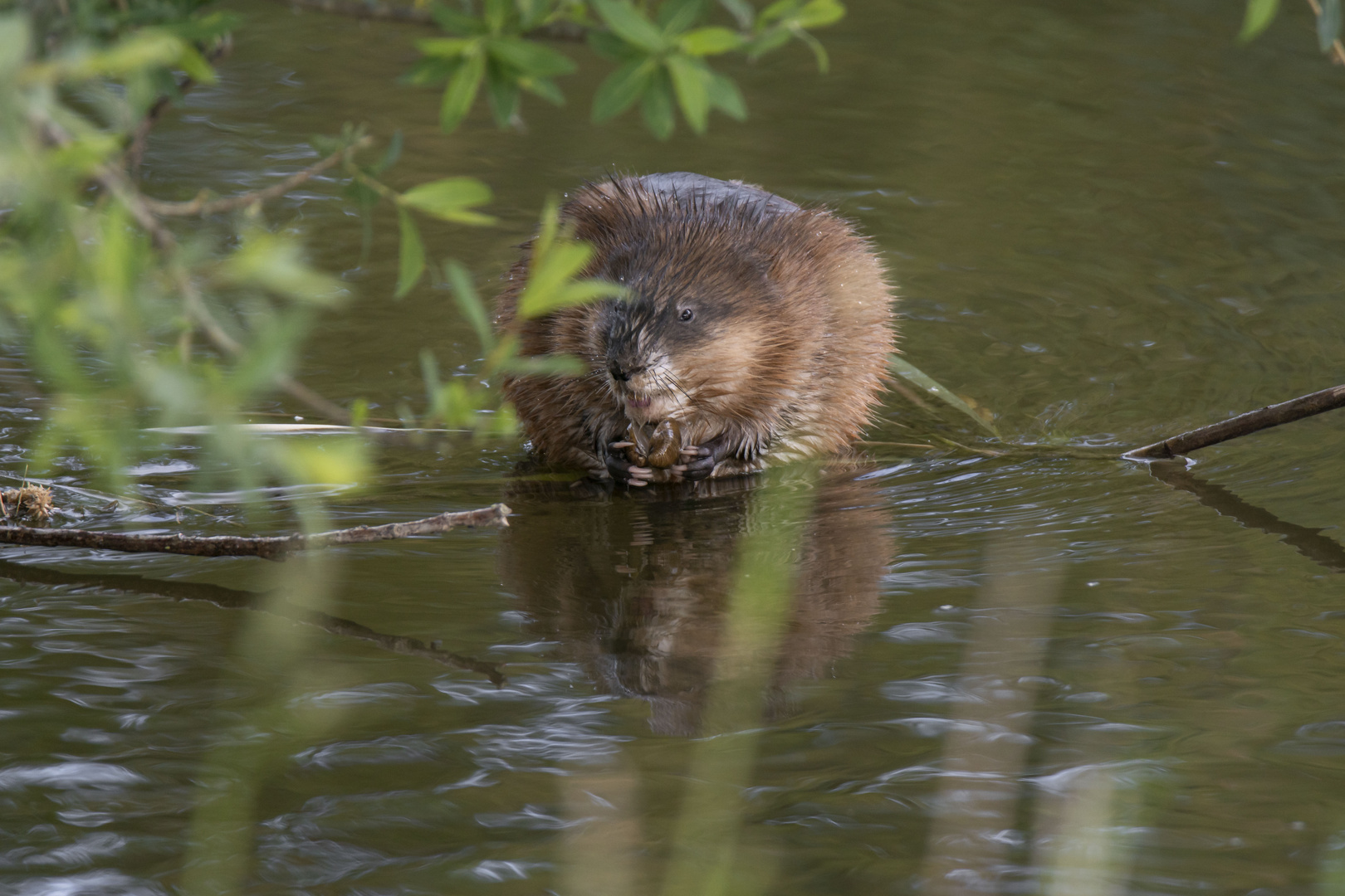 Biber Foto & Bild | tiere, wildlife, säugetiere Bilder auf fotocommunity