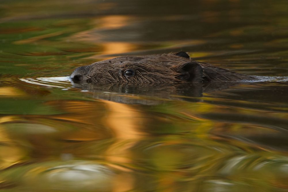 Biber Foto & Bild | tiere, wildlife, säugetiere Bilder auf fotocommunity