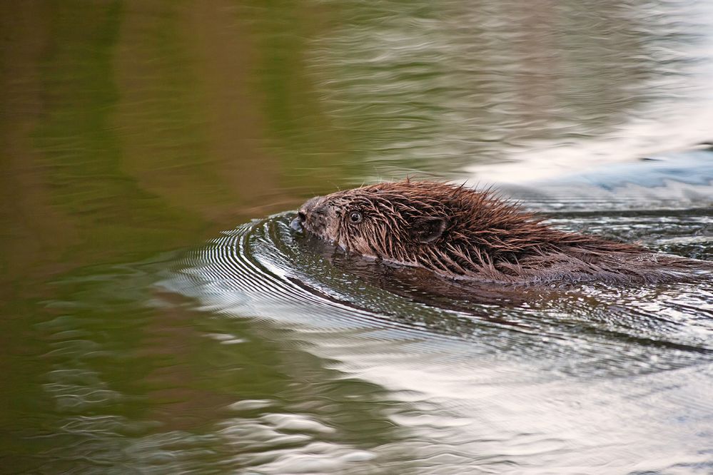 Biber Foto & Bild | tiere, wildlife, säugetiere Bilder auf fotocommunity