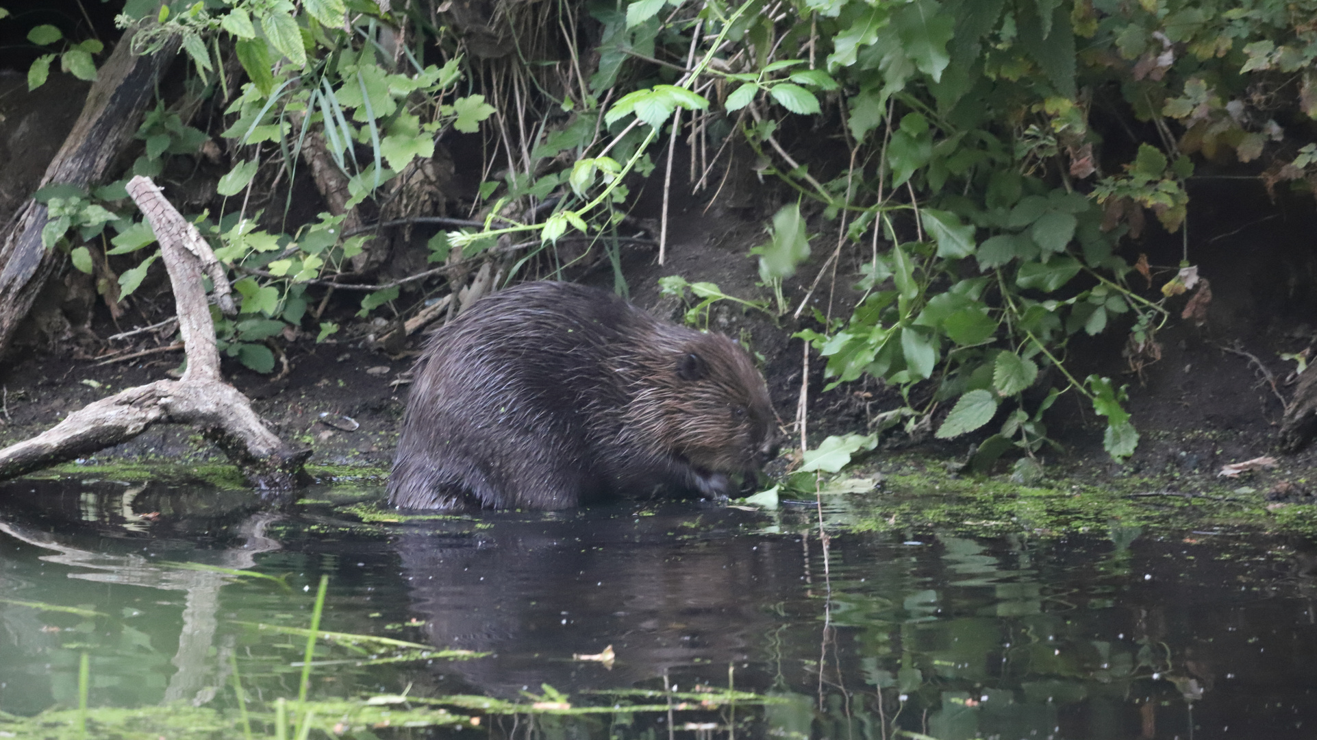 Biber Foto & Bild | spezial, natur, tiere Bilder auf fotocommunity