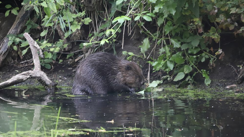 Biber Foto & Bild | spezial, natur, tiere Bilder auf fotocommunity