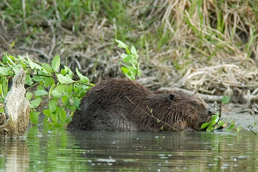 Biber Foto & Bild | tiere, wildlife, säugetiere Bilder auf fotocommunity